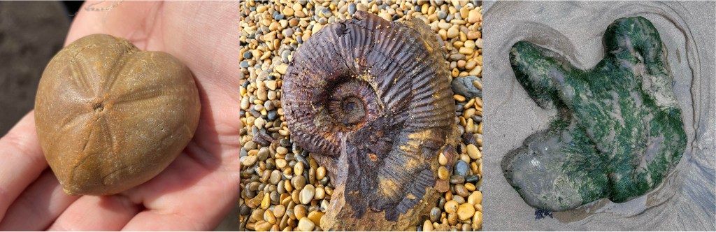 fossils-1024x332.jpg